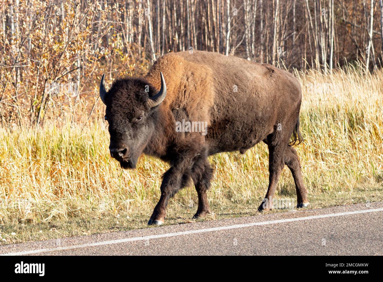 bison walking along side of road Stock Photo - Alamy