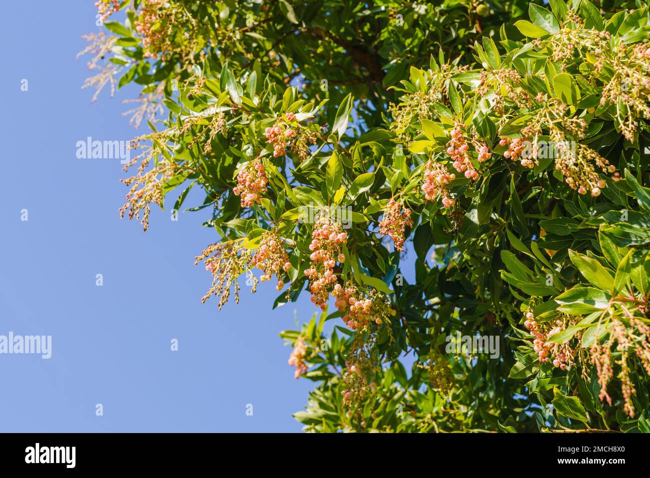 Strawberry tree in bloom. Unique evergreen tree with pink, bell-shaped ...