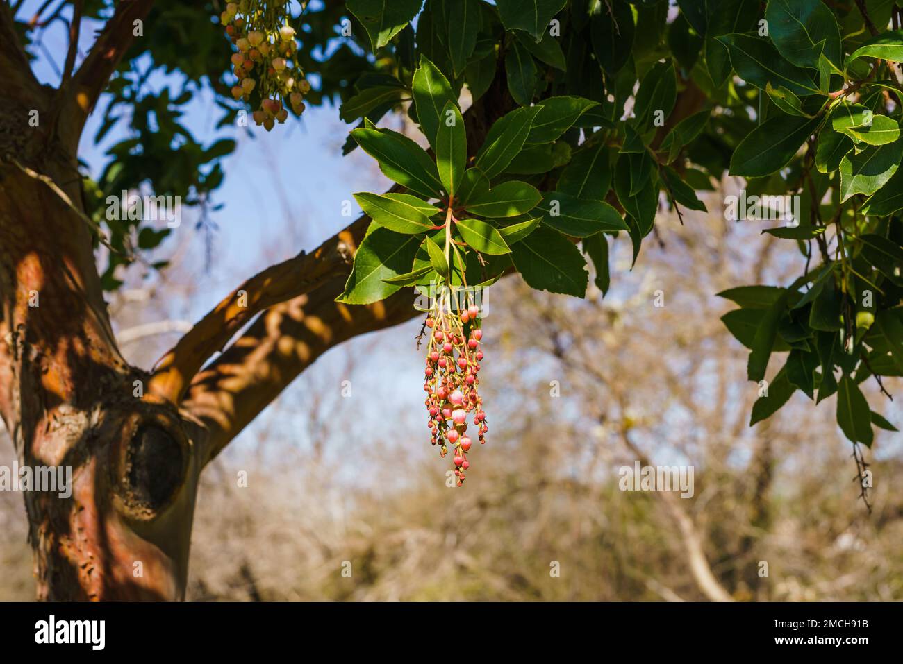 Strawberry tree in bloom. Unique evergreen tree with pink, bell-shaped ...