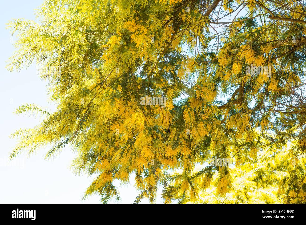 Acacia tree, known commonly as mimosa, thorntree or wattle, in full ...