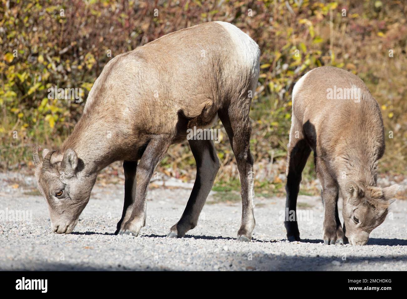 Bighorn sheep ewe and lamb licking salt from the ground on a gravel ...