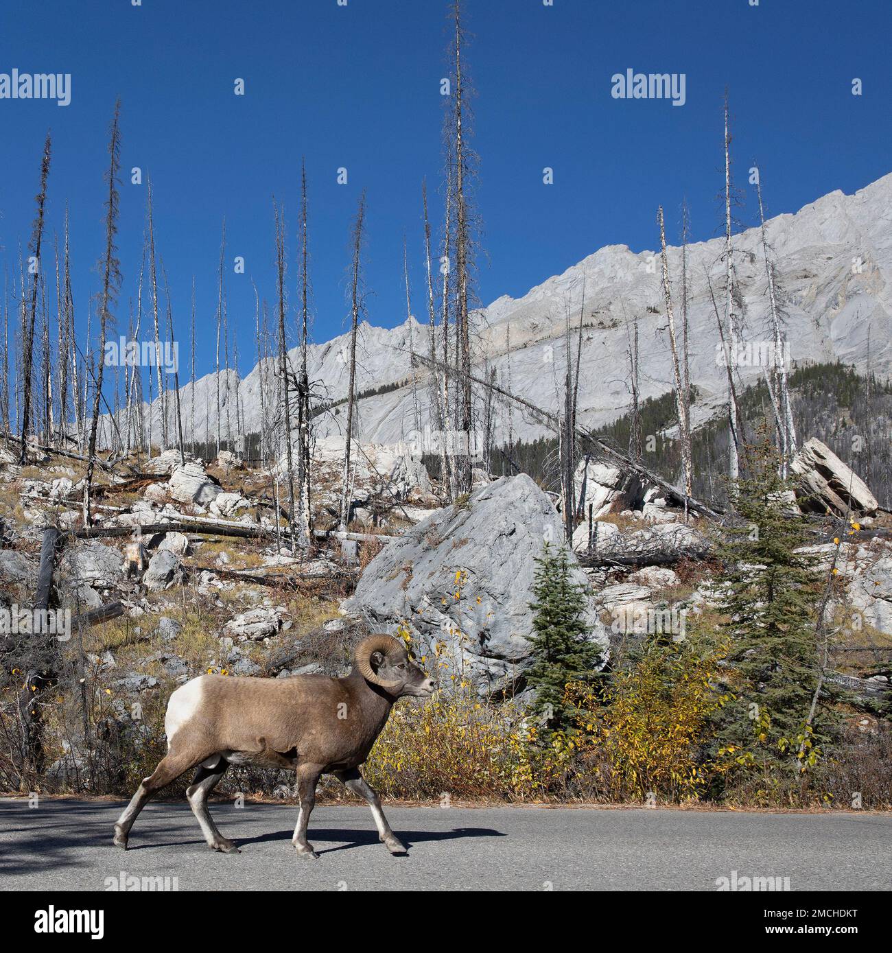 Wild bighorn sheep ram walking along the road beside burned forest in ...