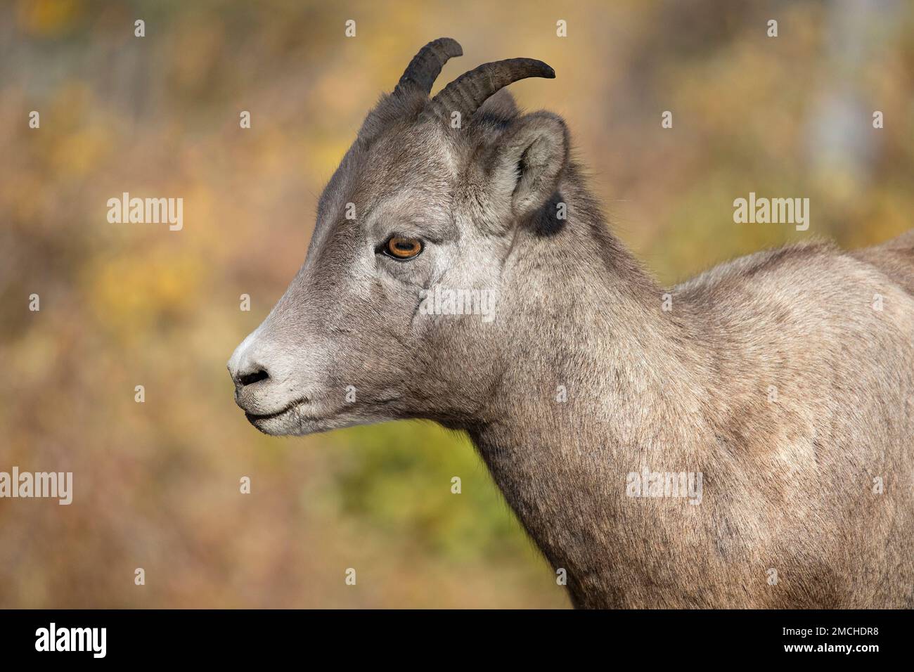 Bighorn sheep (Ovis canadensis) ewe face close up in Jasper National ...