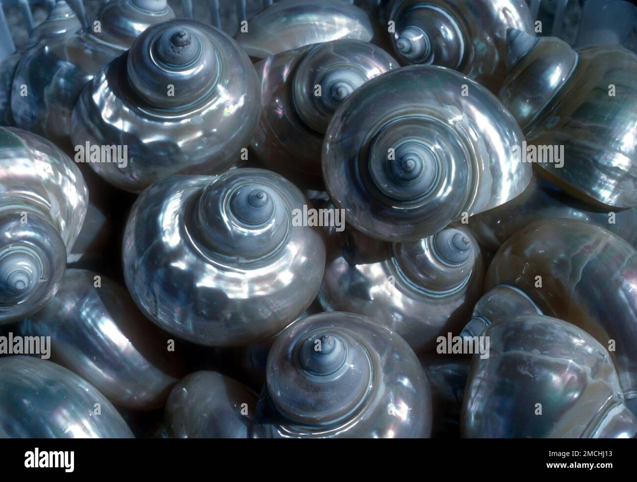 Trochus shells, cleand polished used as buttons and sold to tourists ...