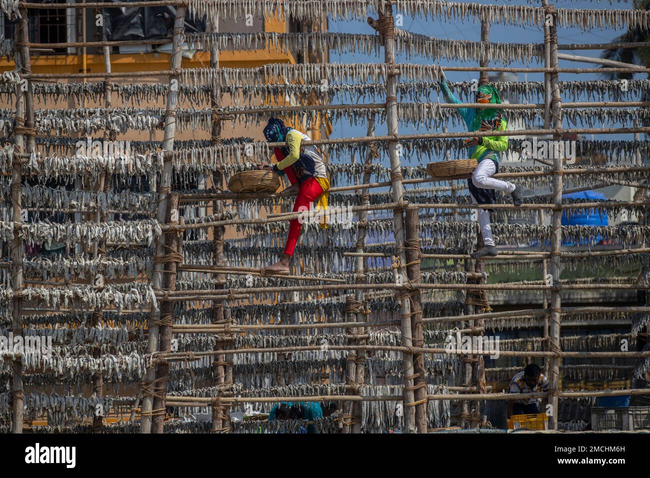 Fisherwomen hang fish on a structure made of bamboo poles to sun dry ...