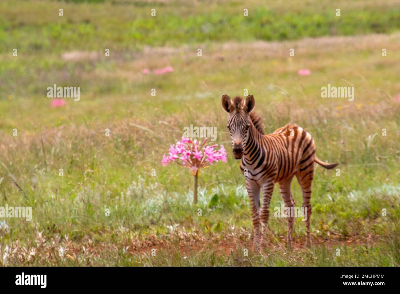 A zebra foal and a pink African lily in a green field Stock Photo - Alamy