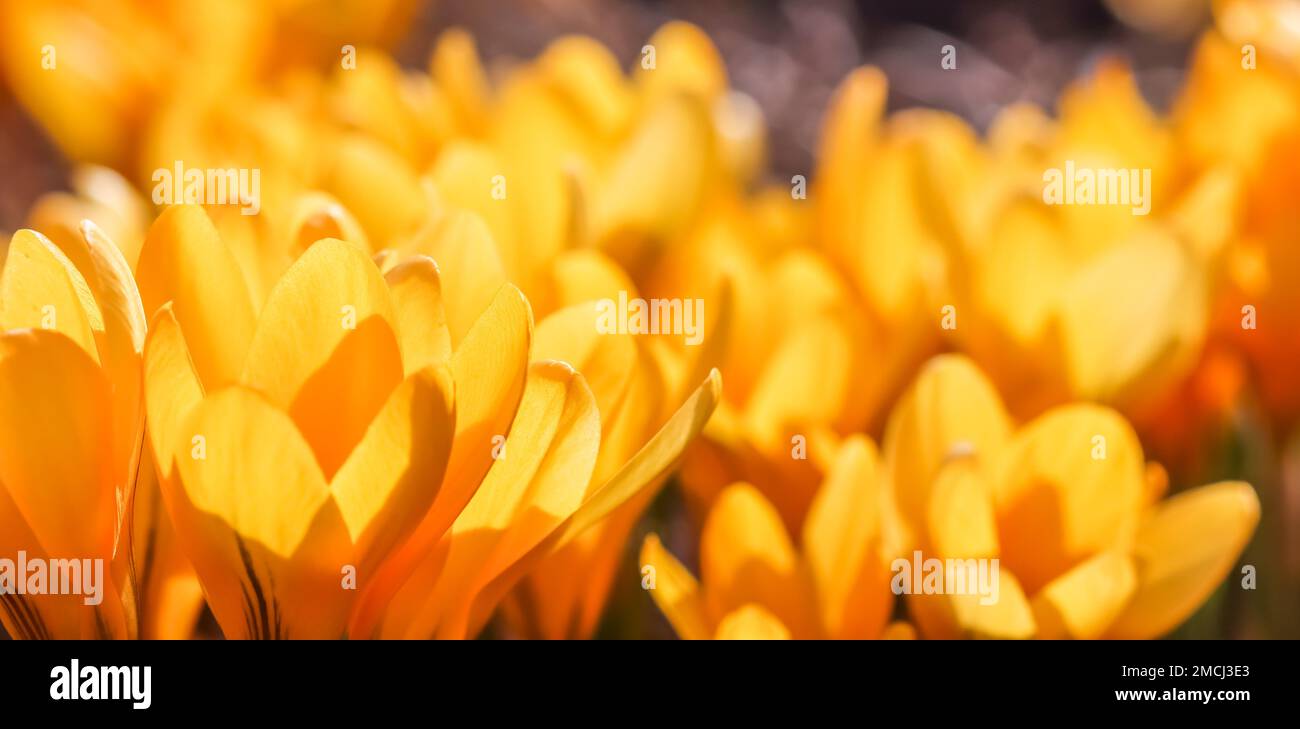 Abstract floral background, yellow crocus flower petals. Macro flowers ...