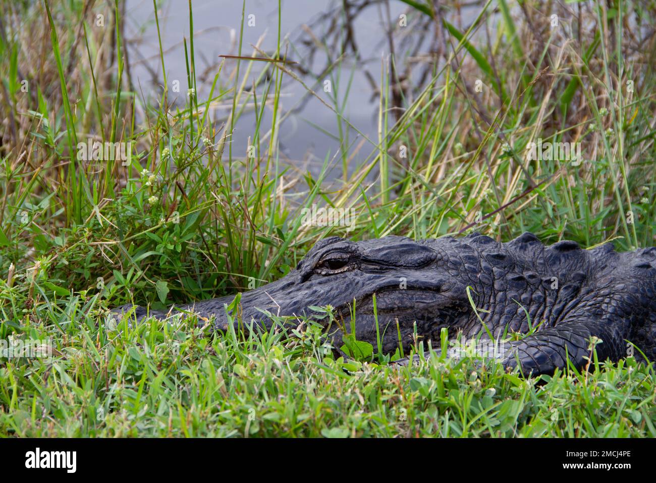 Close-up of an American alligator hiding in grass and sunning with eyes ...