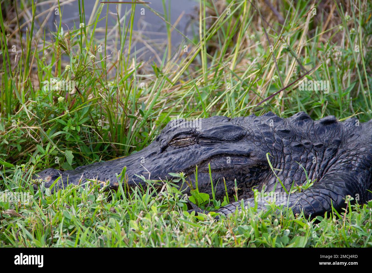 Close-up of an American alligator hiding in grass and sleeping, Florida ...