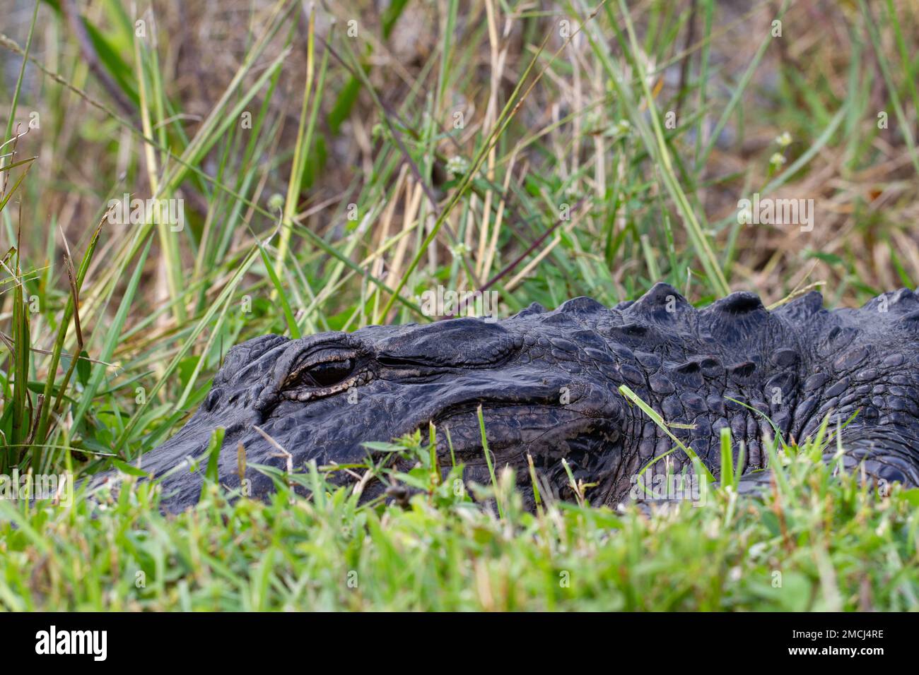 Close-up of an American alligator hiding in grass and sunning with eyes ...