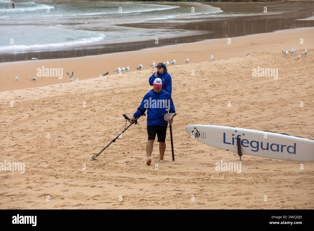 Australian couple using a metal detector device on Manly Beach summer ...