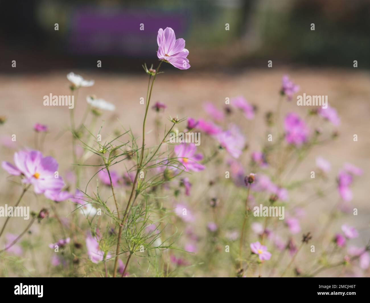 side view of numerous cosmos flowers in Japan Stock Photo - Alamy