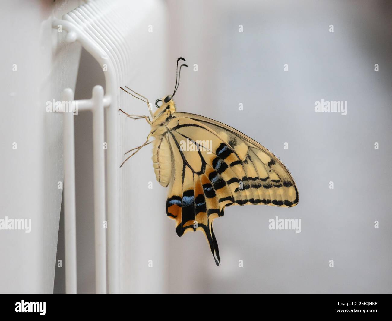 Butterfly swallowtail hanging hi-res stock photography and images - Alamy