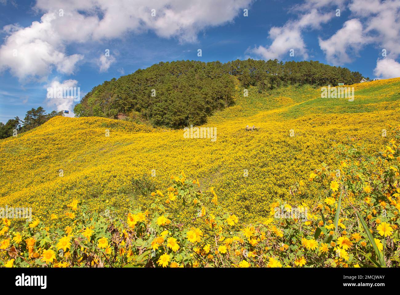 The most stunning mexican sunflower fields are at Doi Mae U Kho, Mae ...