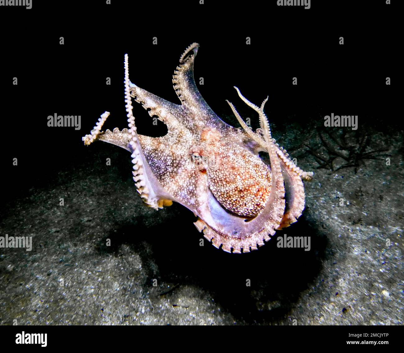 Common octopus from Cyprus, Mediterranean Sea Stock Photo - Alamy