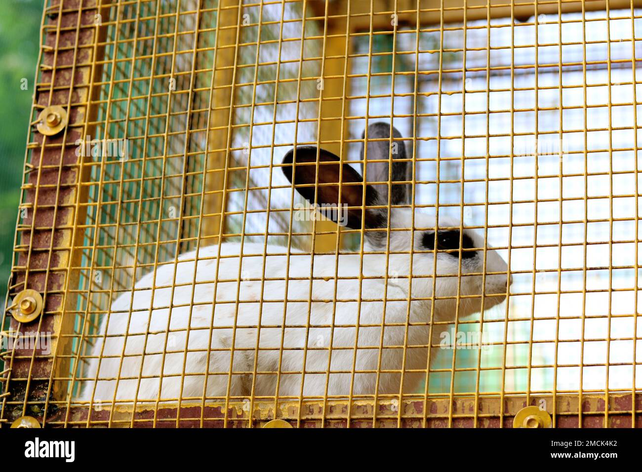 A beautiful and cute black eye rabbit in the cage at the park. cute ...