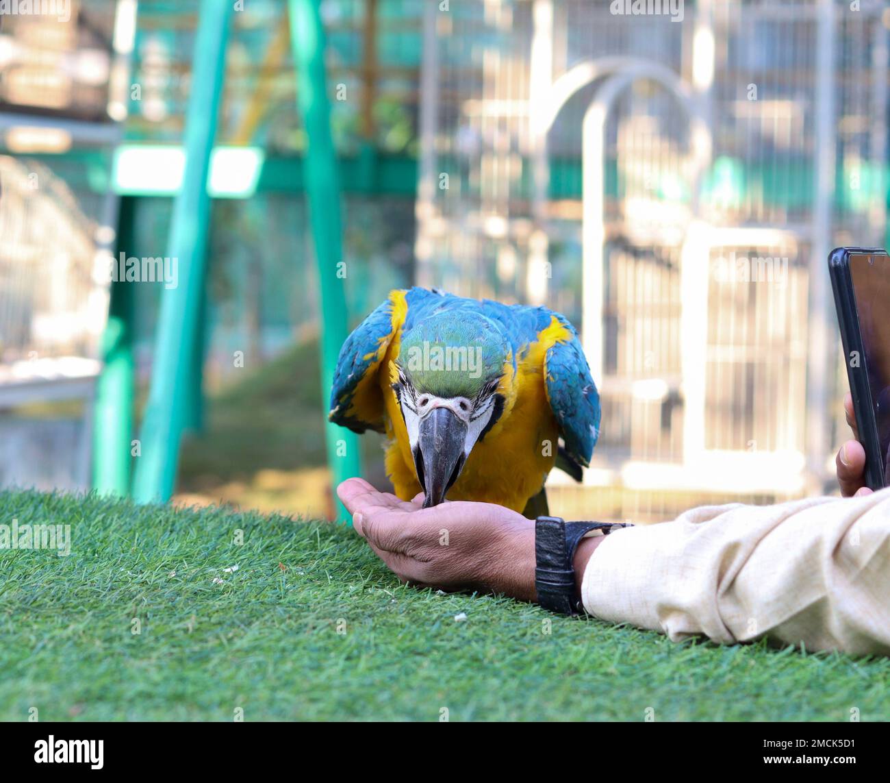 Man feeding Macaw parrot and click photos with his smart phone at the ...