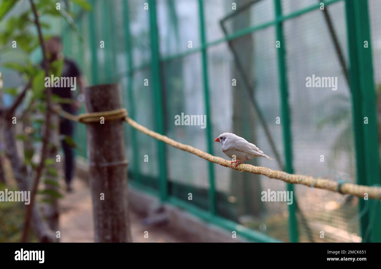 Beautiful little white bird sitting on rope in the park Stock Photo - Alamy
