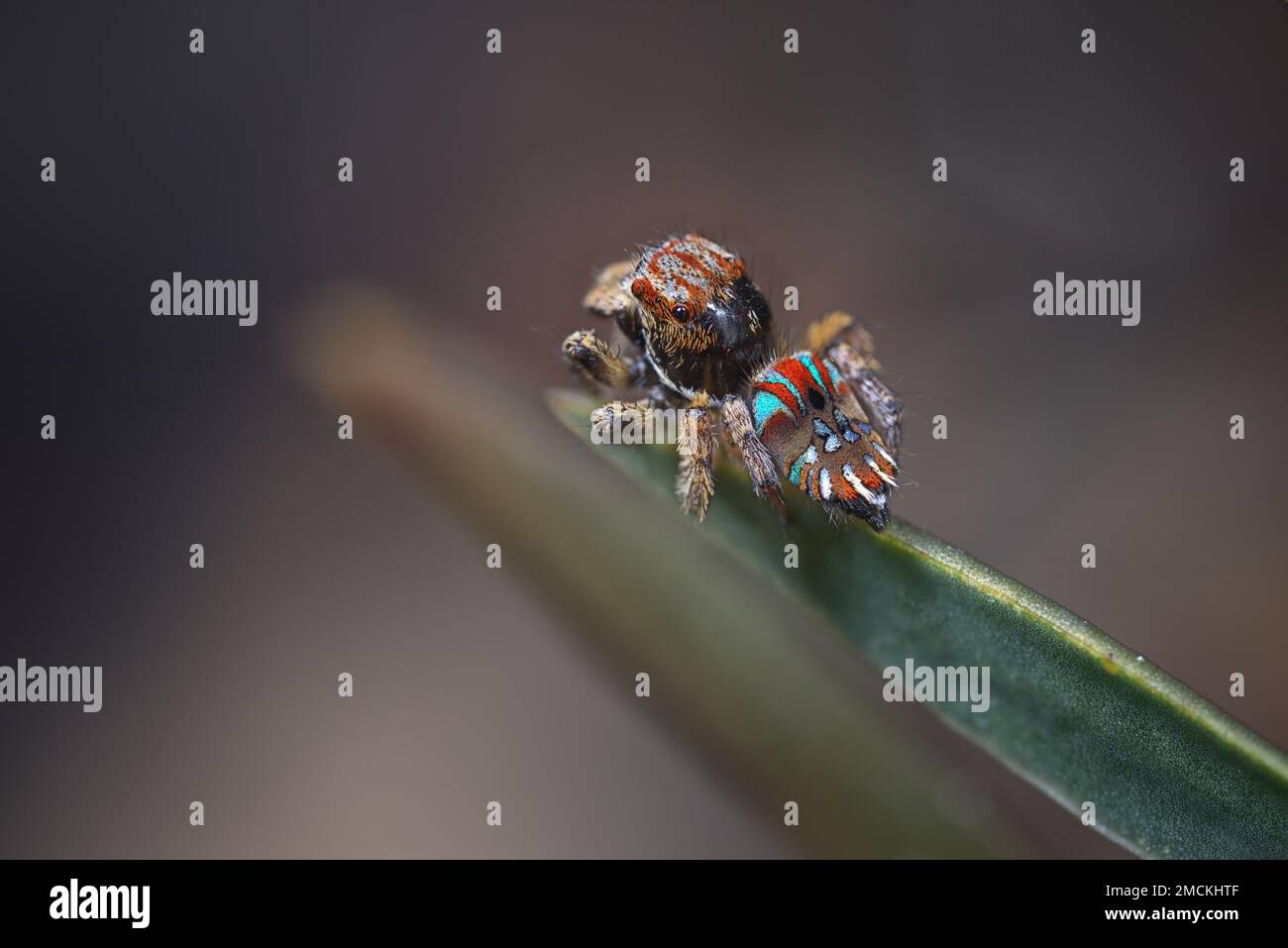 Male Peacock spider (Maratus icarus) in his breeding plumage Stock ...