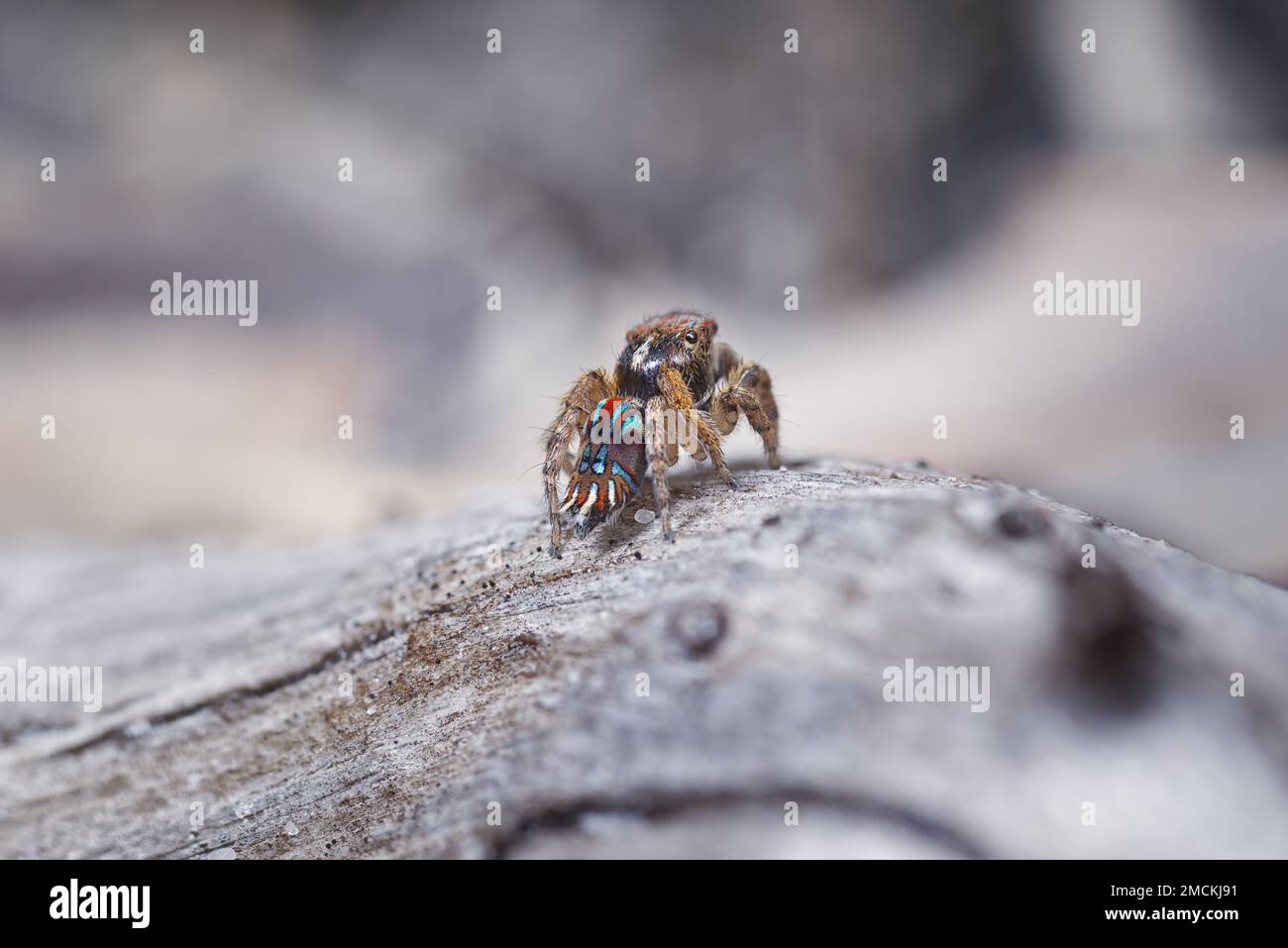 Maratus icarus hi-res stock photography and images - Alamy