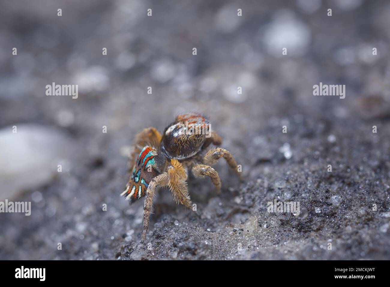 Maratus icarus hi-res stock photography and images - Alamy