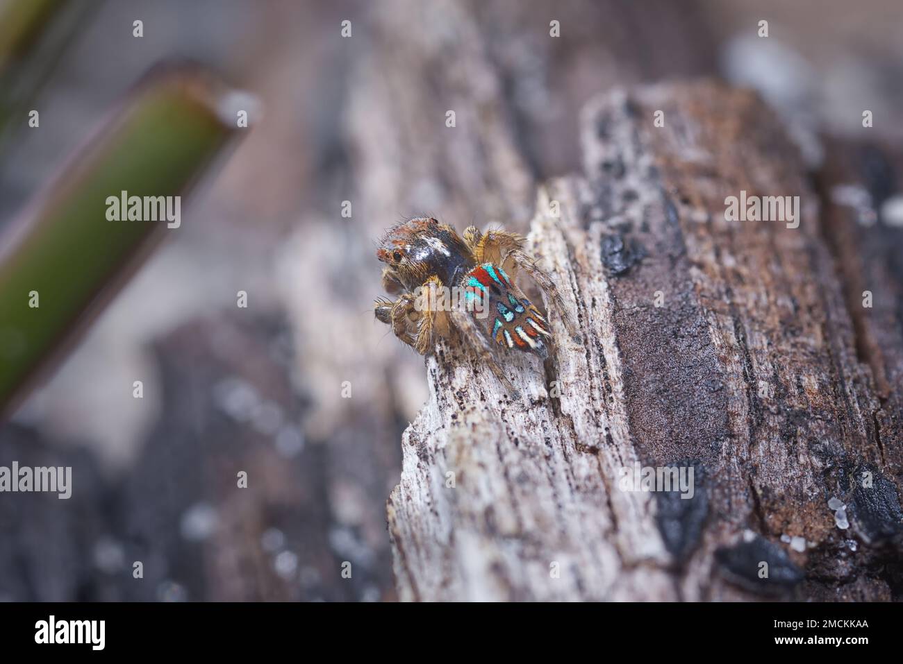 Male Peacock spider (Maratus icarus) in his breeding plumage Stock ...