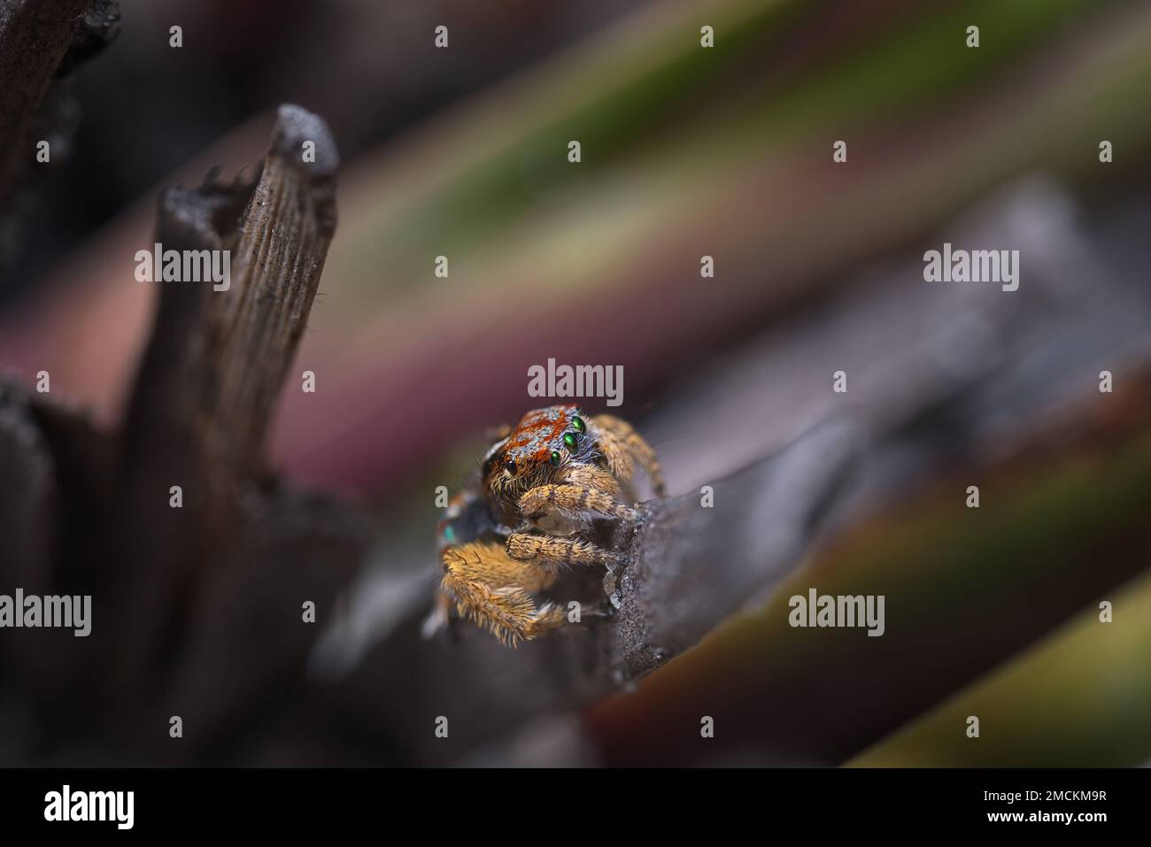 Male Peacock spider (Maratus icarus) in his breeding plumage Stock ...