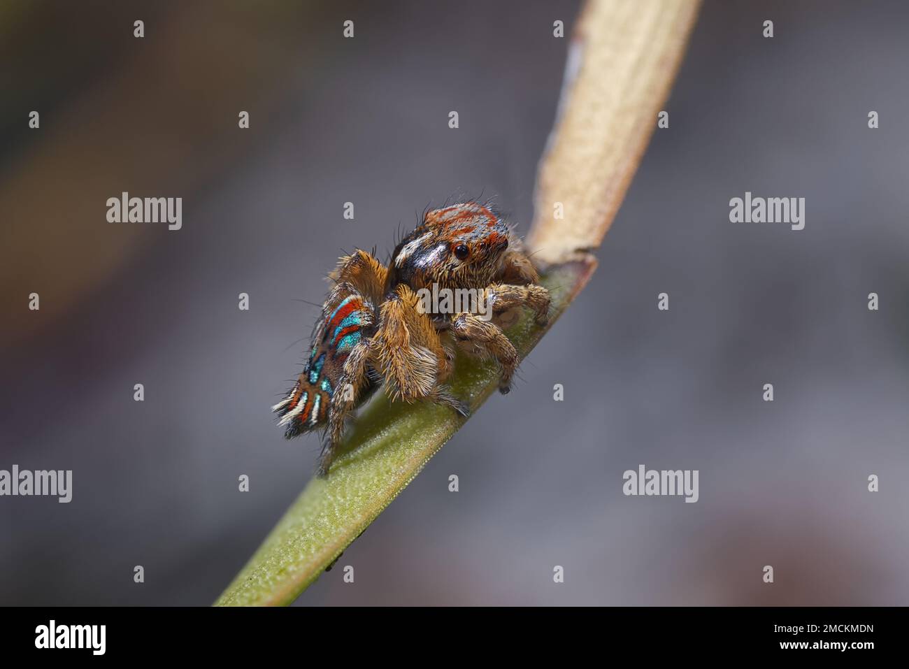 Maratus icarus hi-res stock photography and images - Alamy