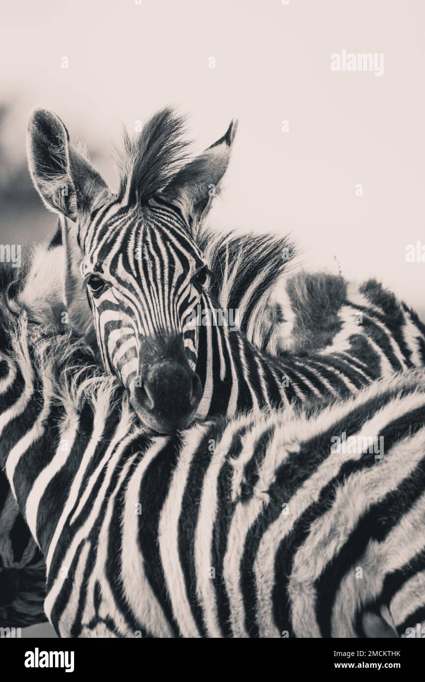 A vertical closeup of zebras playing together shot in grayscale Stock ...