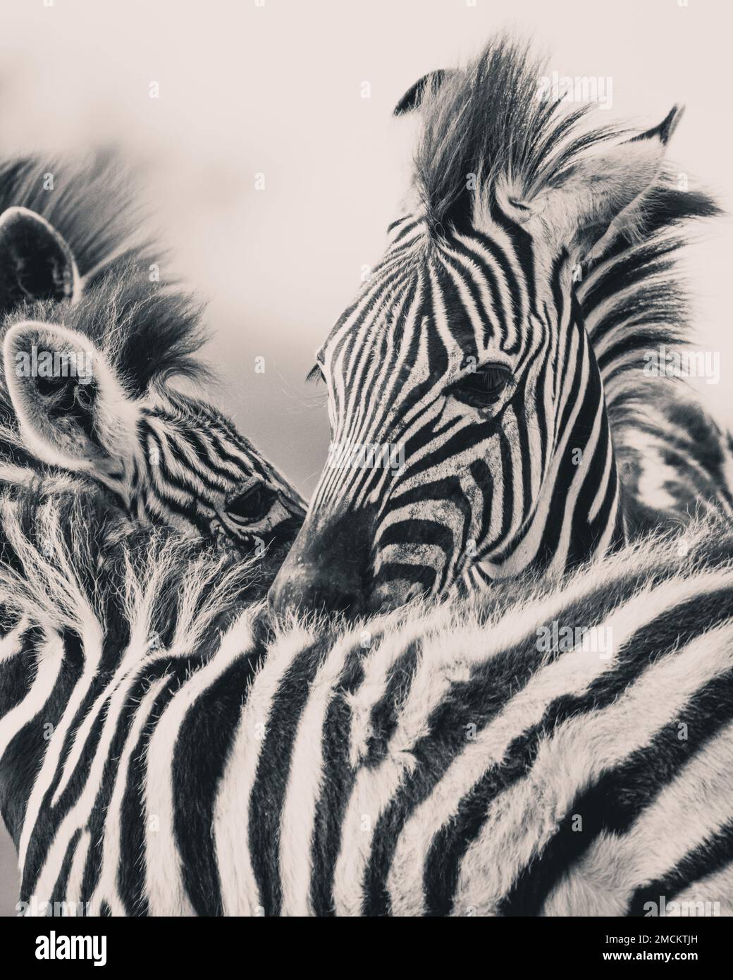 A vertical closeup of zebras playing together shot in grayscale Stock ...