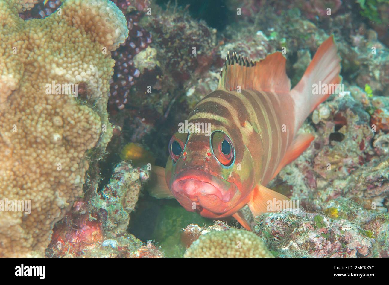 Blacktip grouper on coral reef of Bali Stock Photo - Alamy