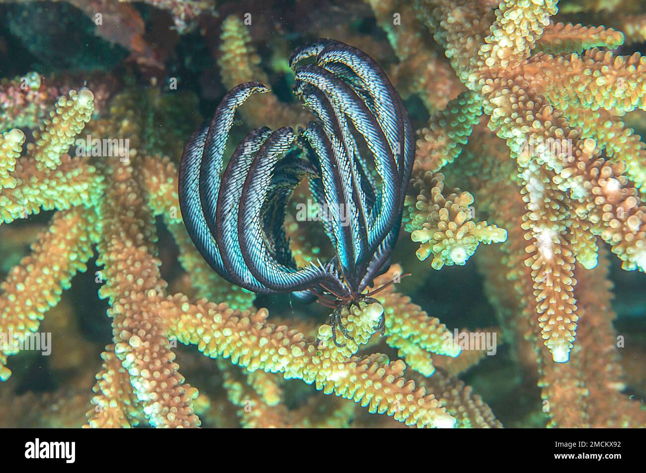 Feather star animal crawls on corals of Bali Stock Photo - Alamy