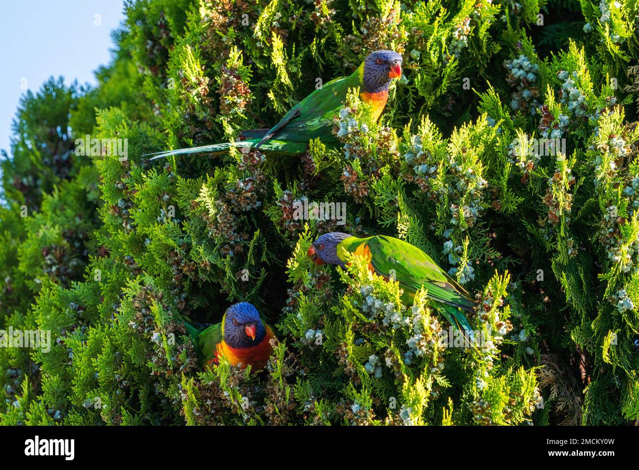Australian rainbow lorikeets (Trichoglossus moluccanus) resting in a ...