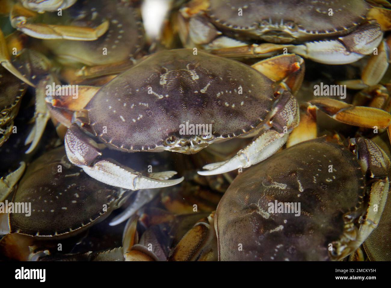 FILE - In this Nov. 16, 2018, file photo, fresh Dungeness crabs fill a ...