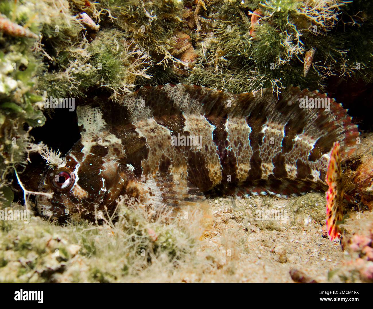 Parablennius gattorugine from the island of Cyprus Stock Photo - Alamy