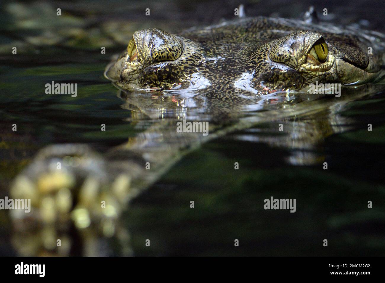 Prague, Czech Republic. 21st Jan, 2023. A gharial (Gavialis gangeticus ...