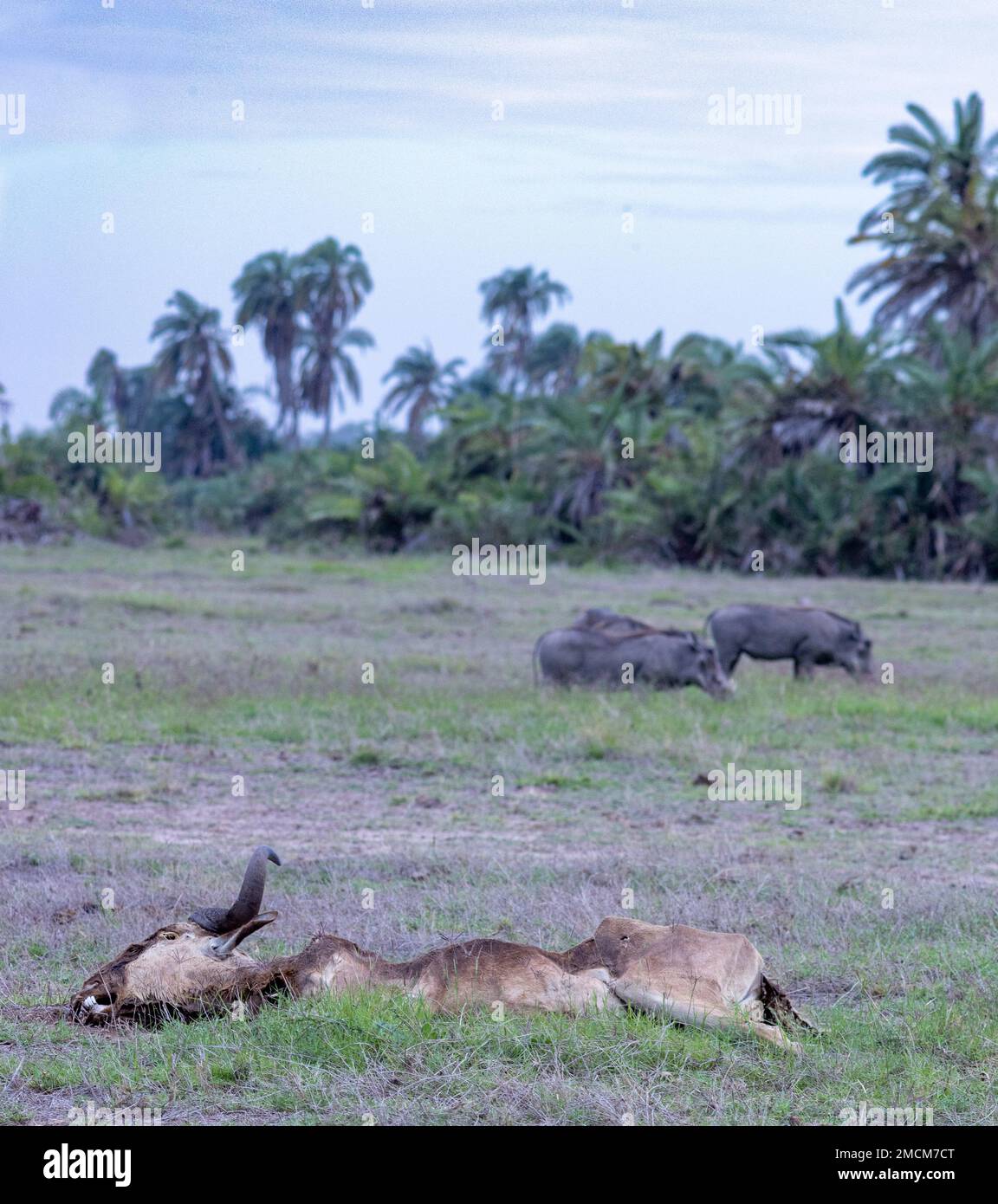 dead Coke’s hartebeest, died from drought, with warthogs in the background, Amboseli National ...