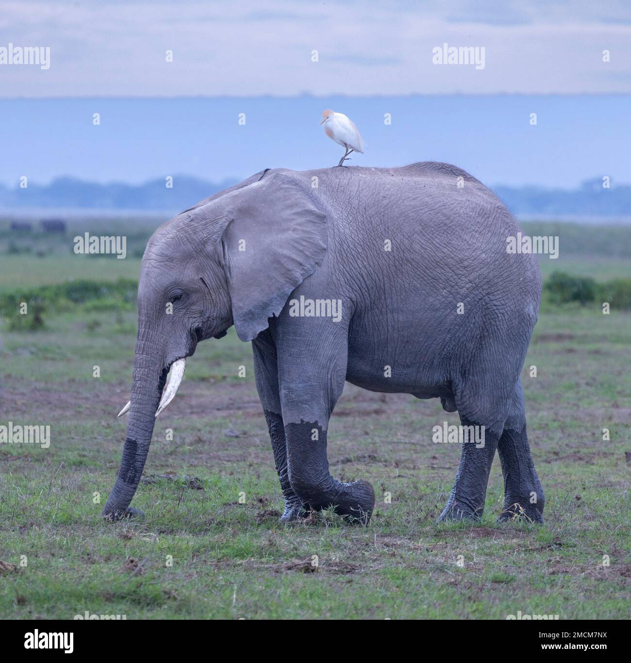 The cattle egret (Bubulcus ibis) on top of an elephant, Amboseli ...