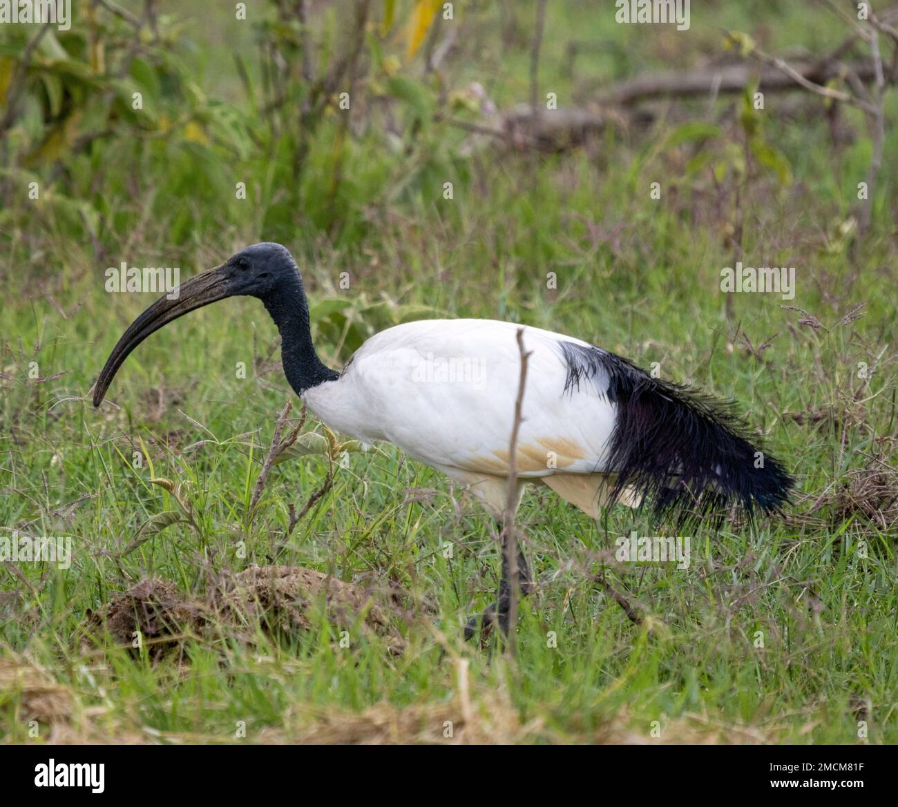 African sacred ibis (Threskiornis aethiopicus), Amboseli National park ...