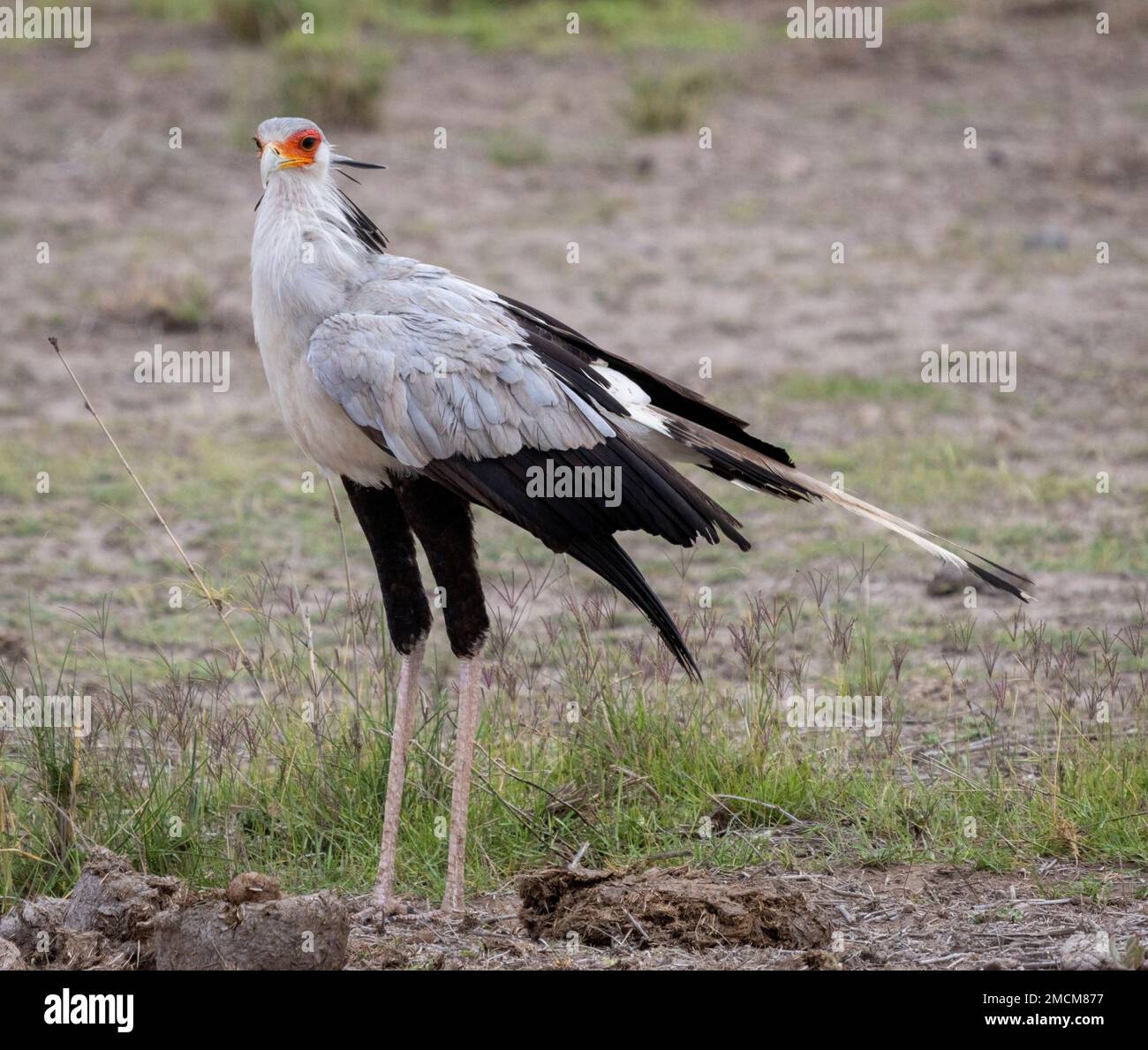 The secretarybird or secretary bird (Sagittarius serpentarius ...