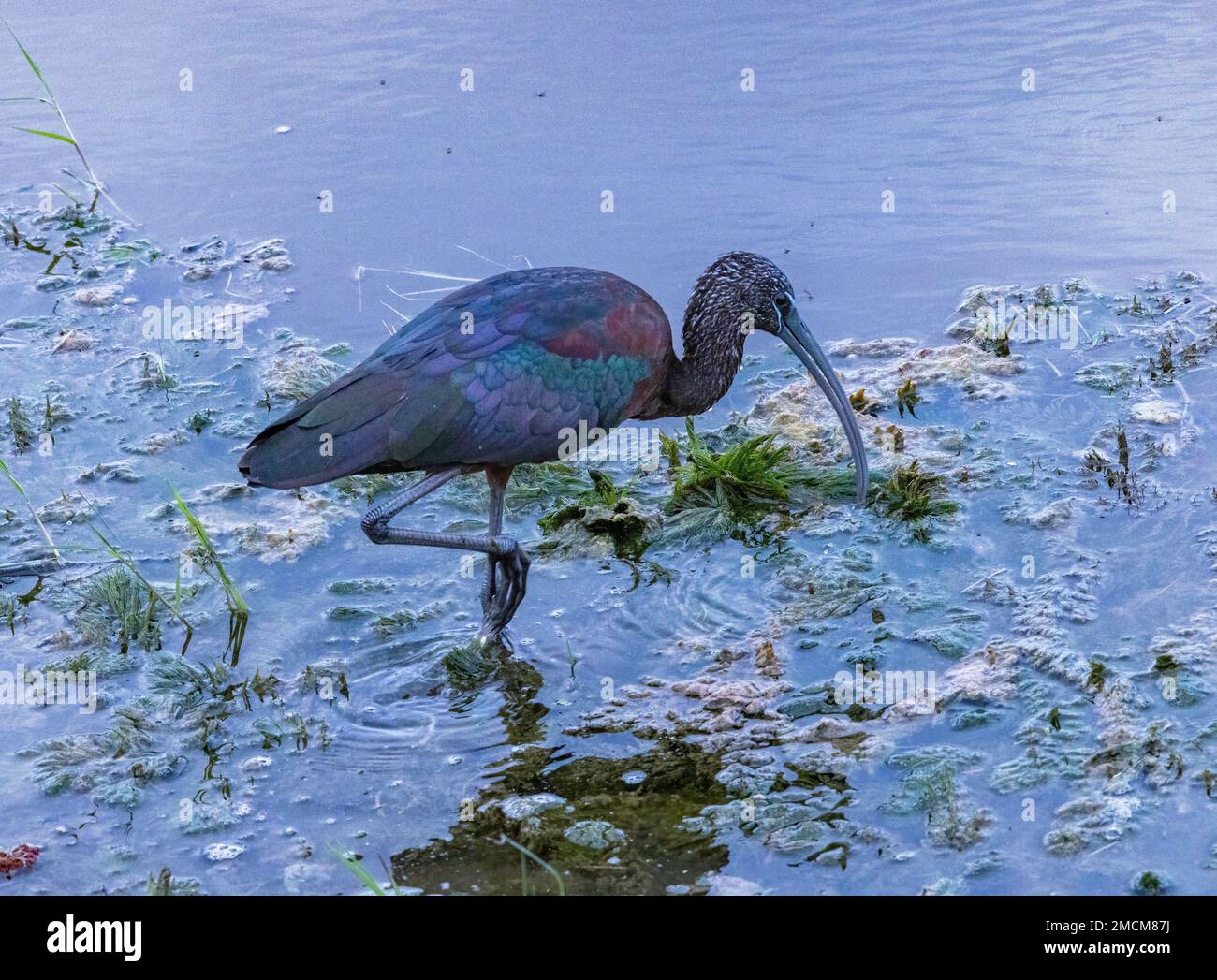 hadeda ibis (Bostrychia hagedash), Amboseli National Park, Kenya Stock ...