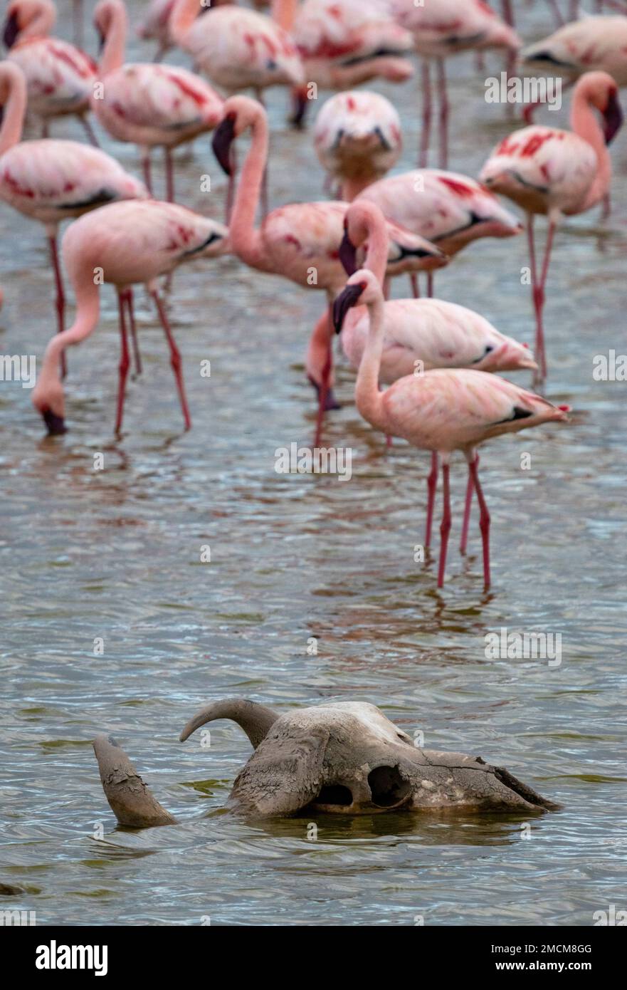 Dead animal hi-res stock photography and images - Alamy
