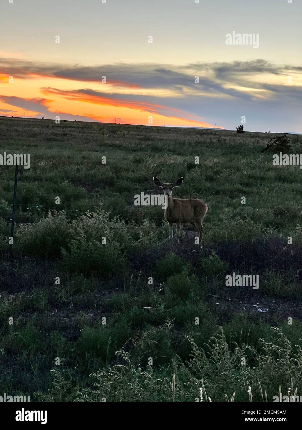 Lonely mule deer in its natural habitat in the sunset sky background ...