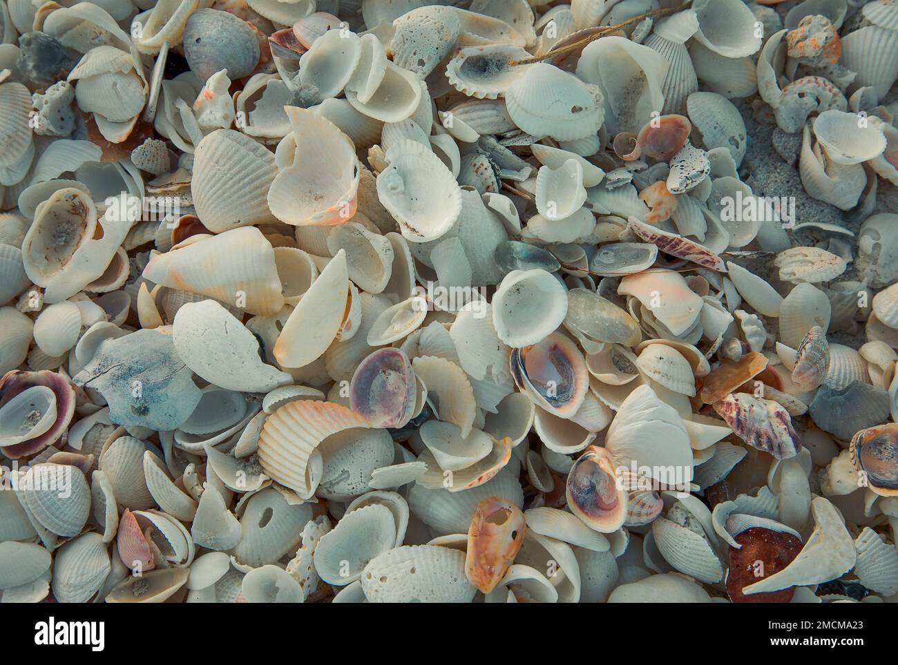 Full frame shot of sea shells on a Florida beach Stock Photo - Alamy