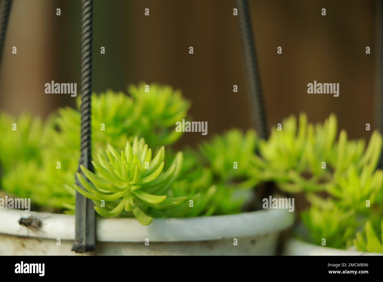 Gold Moss Sedum. Golden Carpet Stonecrop. Plants with beautiful leaves ...