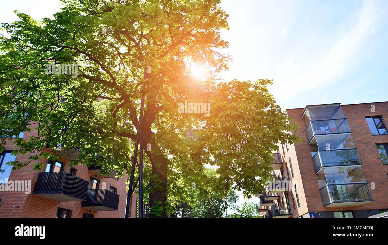 Eco architecture. Green tree and apartment building. The harmony of ...