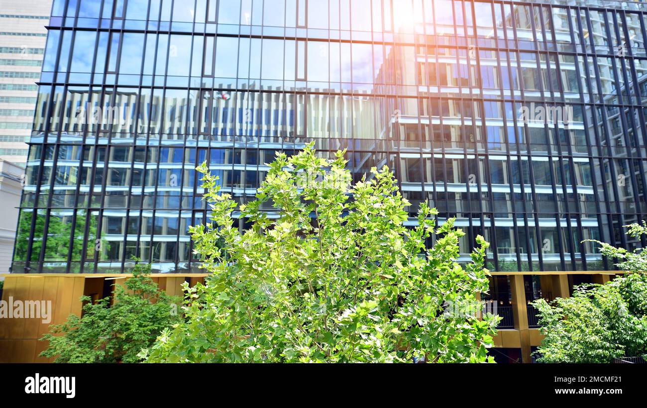 Fresh green trees and office building, business concept. Eco building ...