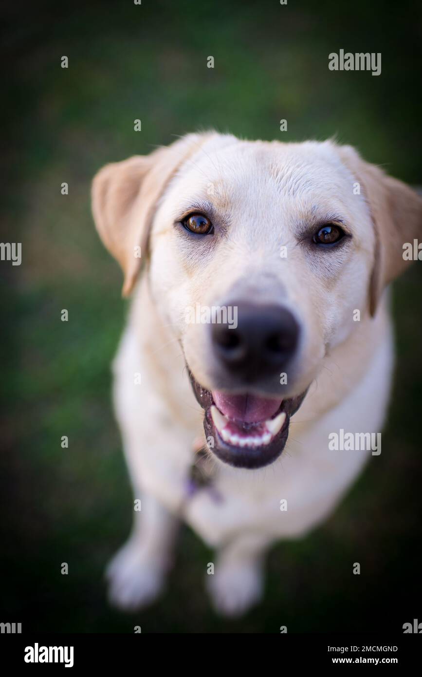 Yellow English Labrador Retriever portrait Stock Photo - Alamy