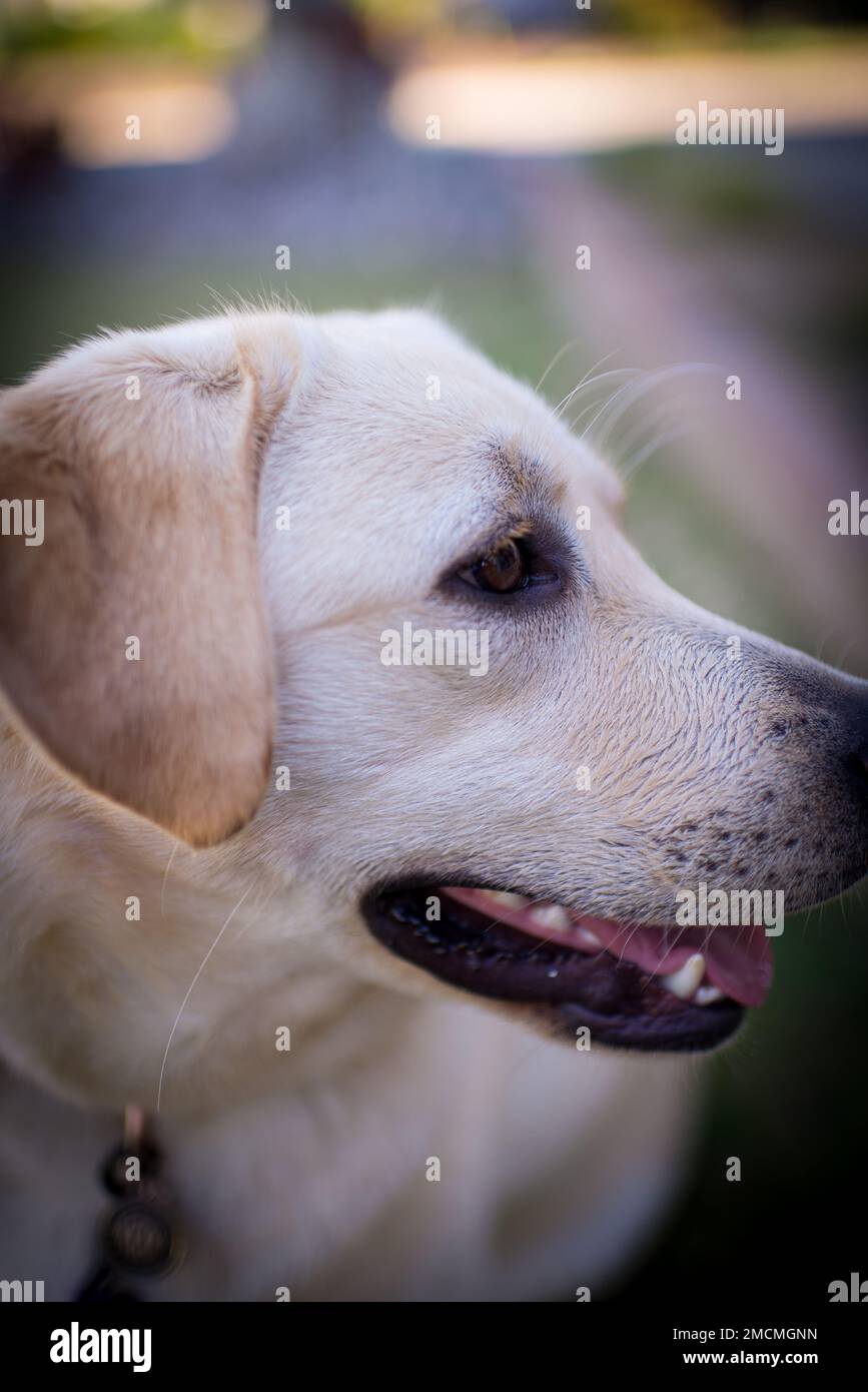 English yellow labrador retriever hi-res stock photography and images ...