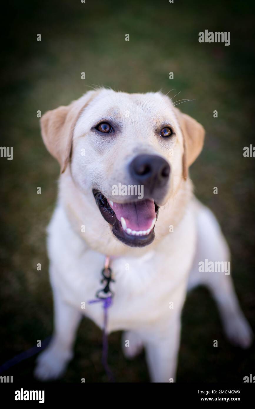 English labrador puppy hi-res stock photography and images - Alamy